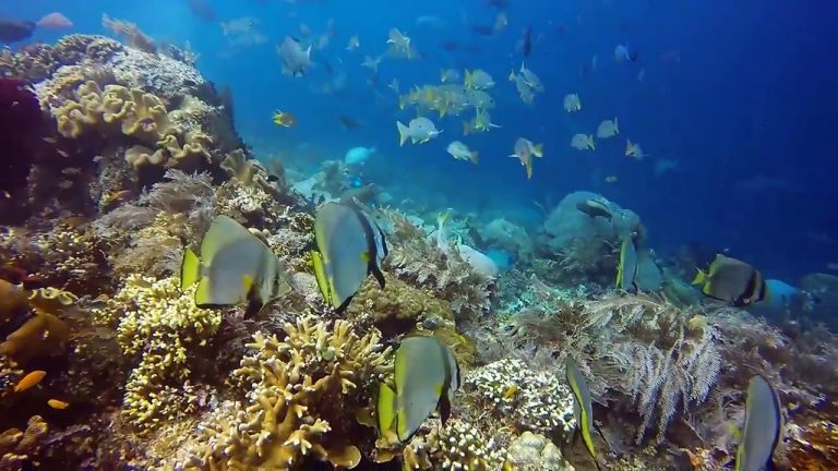 7 Best Diving Spots in Raja Ampat | Authentic Indonesia Blog
