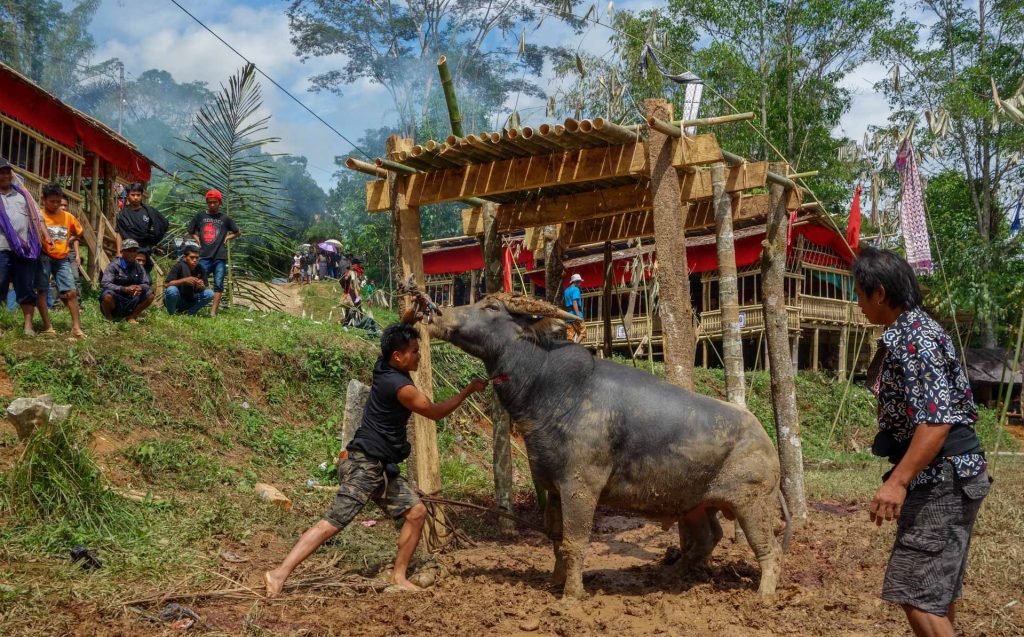 5 Unique Culture and Traditions of Tana Toraja | Authentic Indonesia Blog
