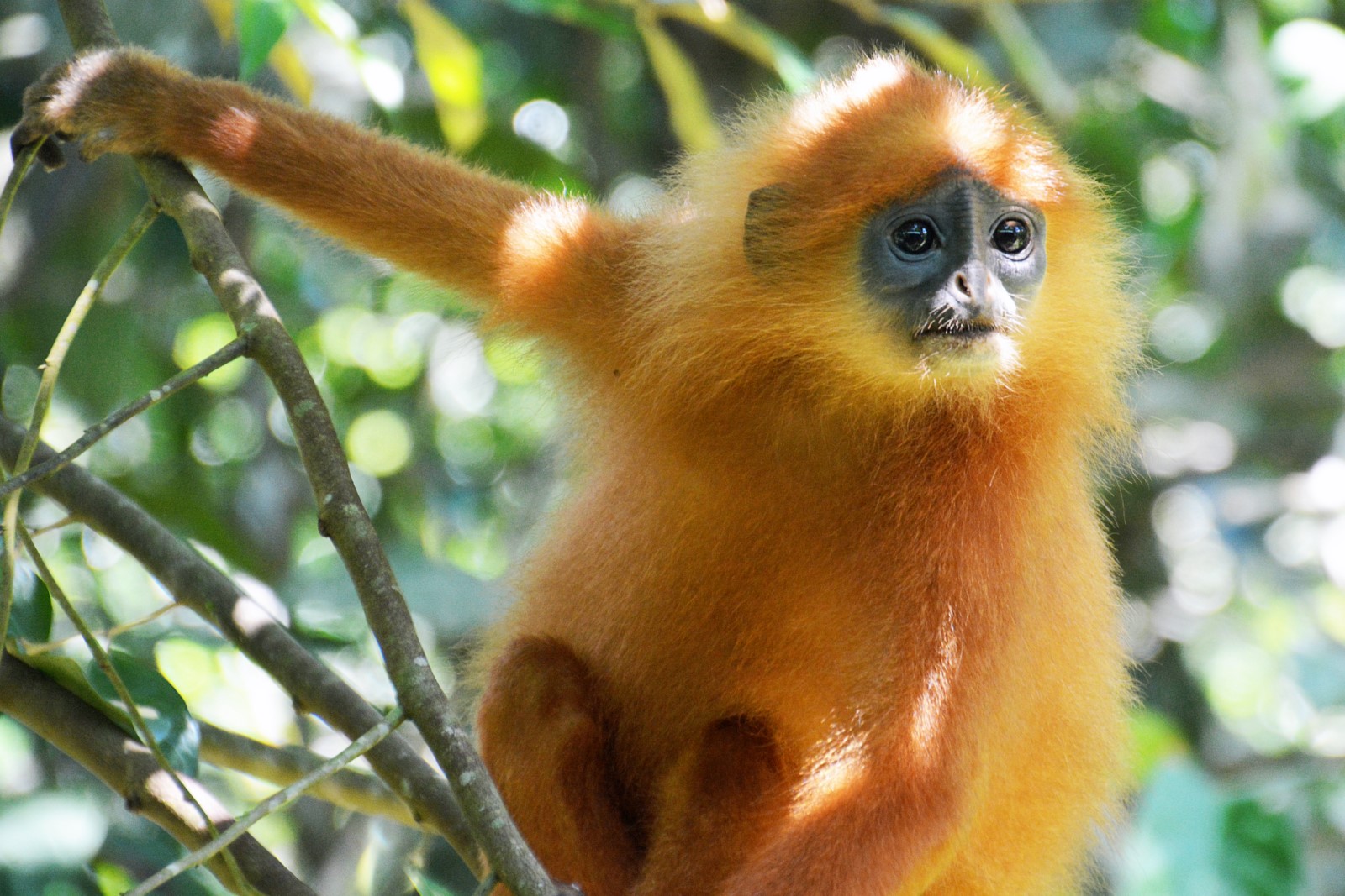 7 Interesting Facts About Borneo | Authentic Indonesia Blog