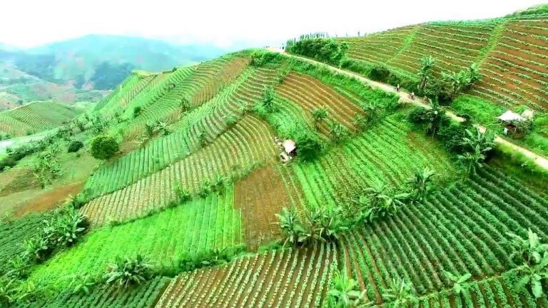 8 Best Indonesia Rice Terraces | Authentic Indonesia Blog