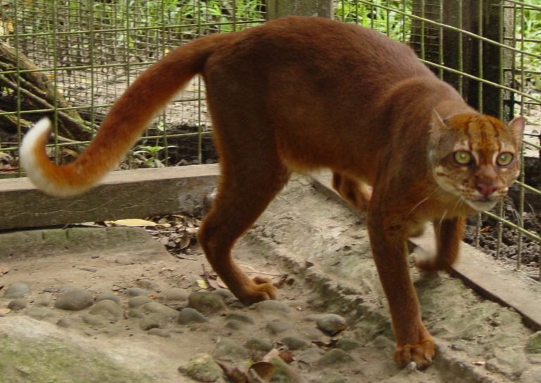 11 Endangered Animals Only Exist in Indonesia | Authentic Indonesia Blog