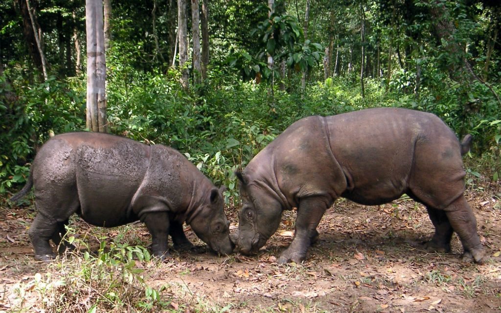 11 Endangered Animals Only Exist in Indonesia | Authentic Indonesia Blog