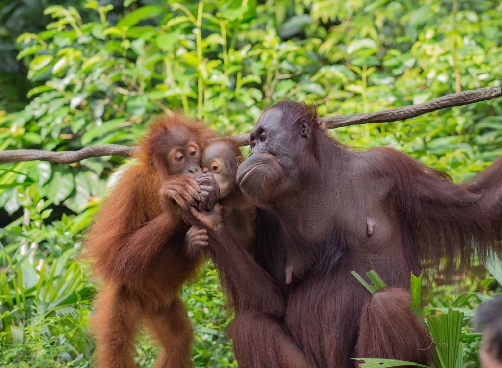 11 Endangered Animals Only Exist in Indonesia | Authentic Indonesia Blog