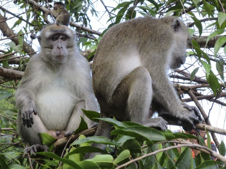 11 Endangered Animals Only Exist in Indonesia | Authentic Indonesia Blog