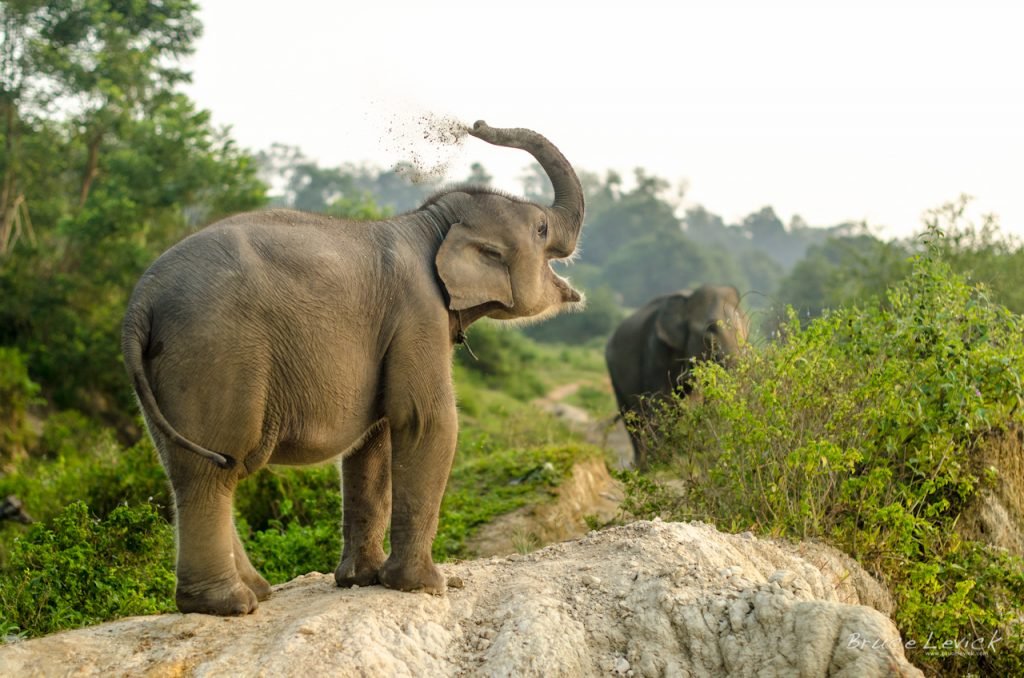 11 Endangered Animals Only Exist in Indonesia | Authentic Indonesia Blog