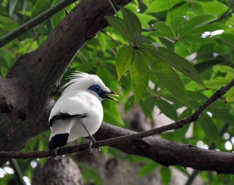 11 Endangered Animals Only Exist in Indonesia | Authentic Indonesia Blog