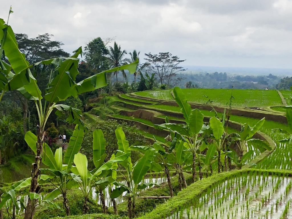 Subak, The Philosophy of Harmony in Balinese Agricultural Society ...