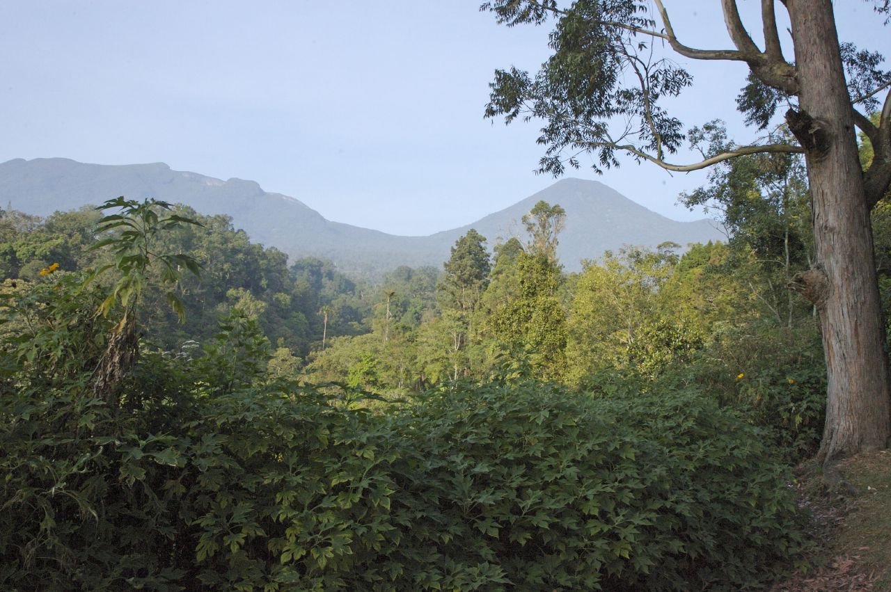 Mount Gede Pangrango National Park Attraction in West Java | Authentic ...